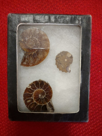 File:Chris Chan's Sacred Fossils.jpg - CWCki
